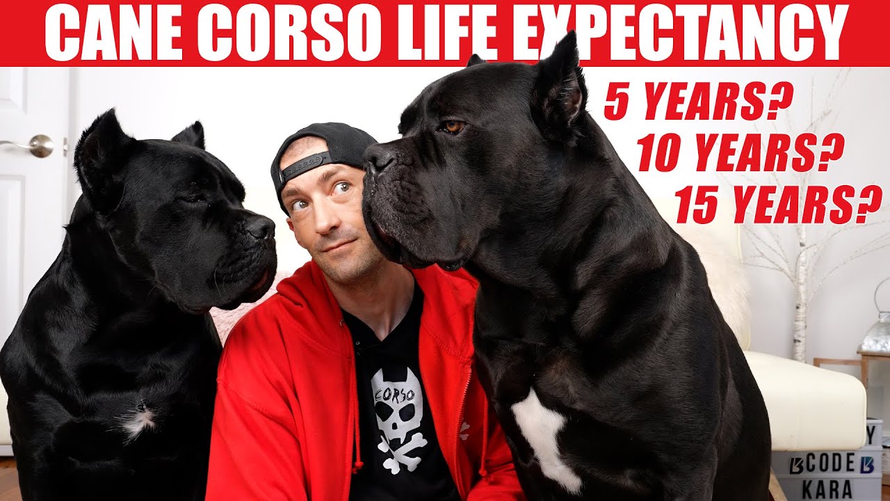 Cane Corso Life Expectancy & How To EXTEND Their Life! - Hudogs